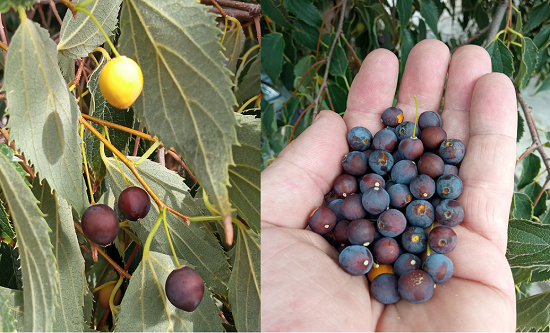 ΓΙΑ ΜΙΑ ΧΟΥΦΤΑ ΜΠΛΟΚΟΚΑ – karsanikanea.com